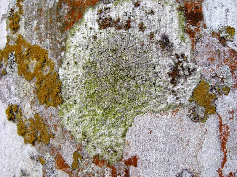 Lichens & Mold, Royal Palm Tree Trunk, FL | Smithsonian Photo Contest ...