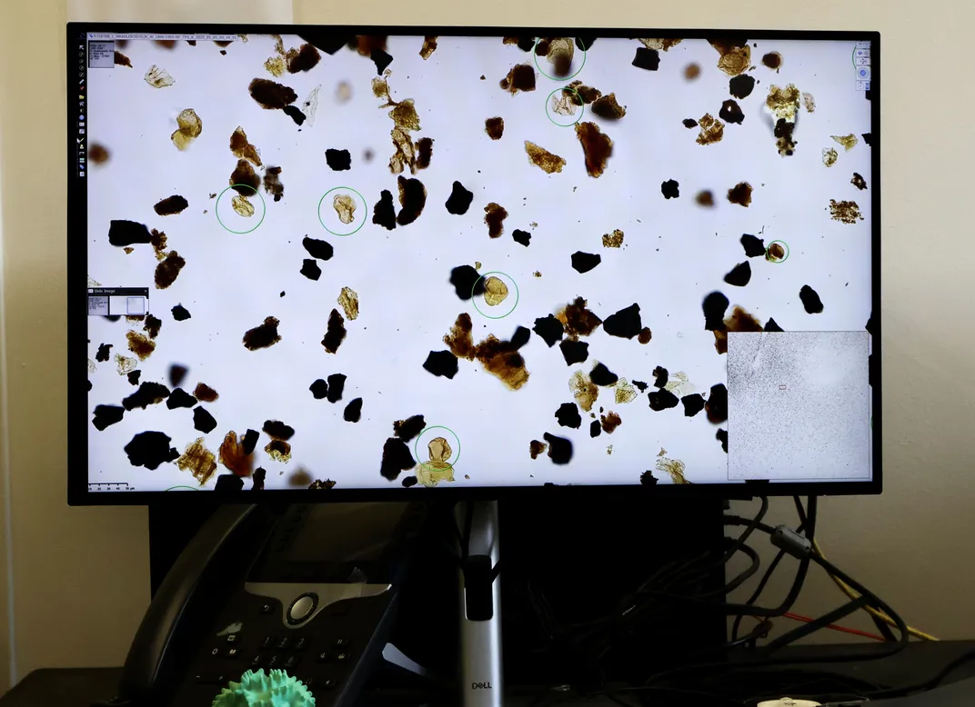 Meet the Scientist Digitizing Millions of Fossilized Pollen Grains to ...