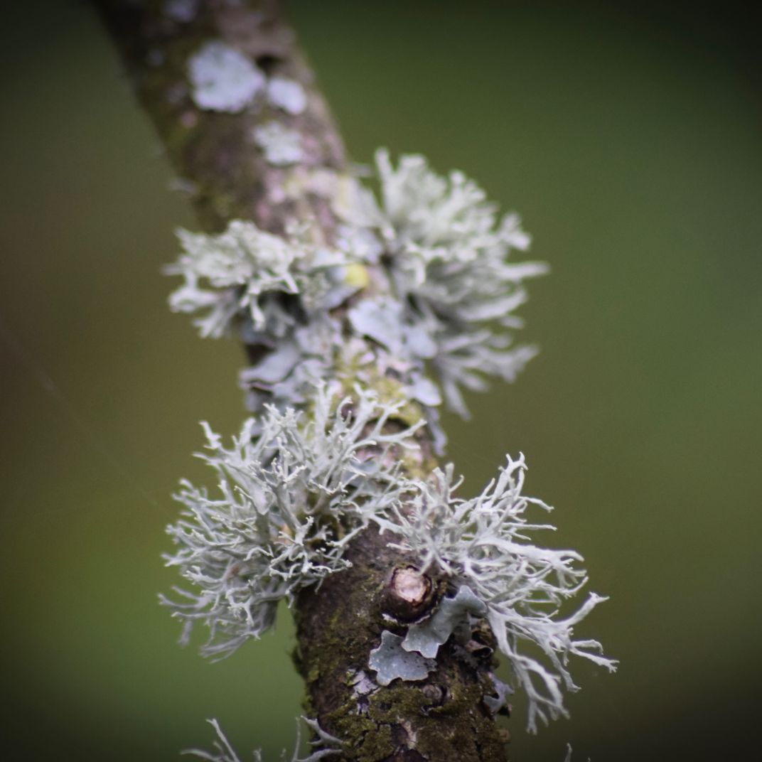 Lichen | Smithsonian Photo Contest | Smithsonian Magazine