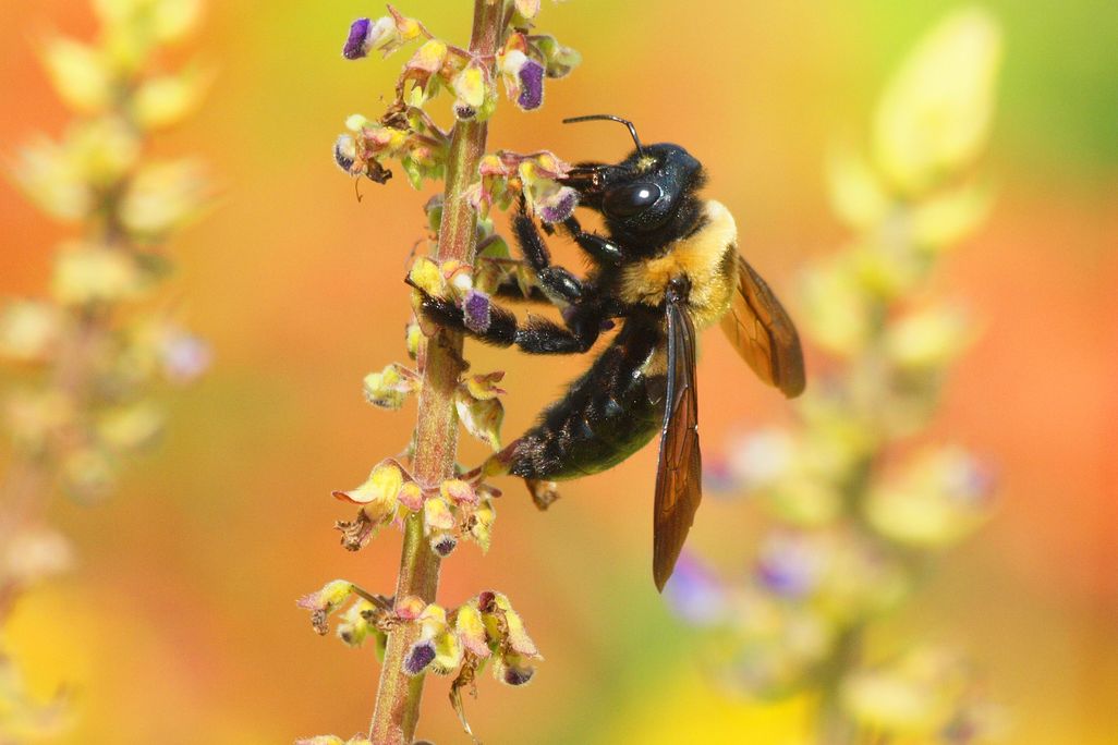 how long do bees pollinate