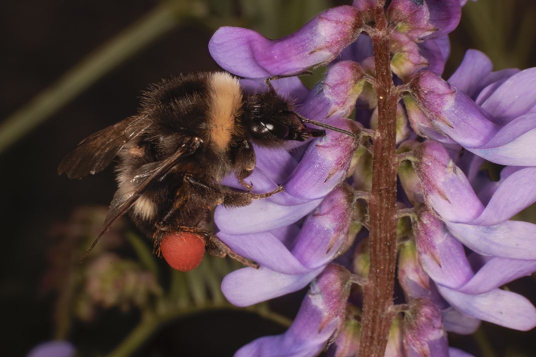 Bumblebee had red pollen balls and a tick in the fur | Smithsonian ...