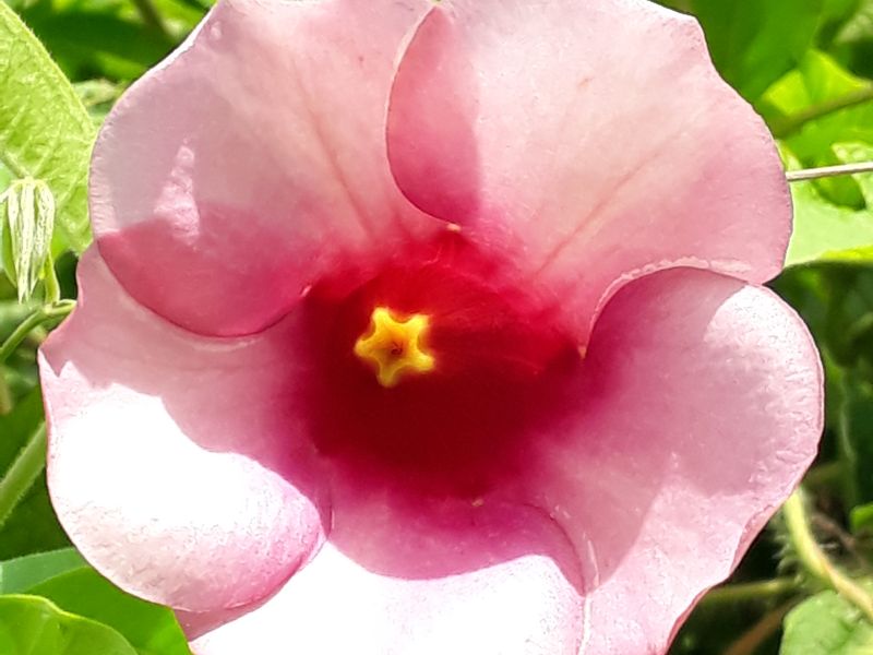Starry Flower | Smithsonian Photo Contest | Smithsonian Magazine