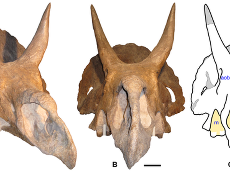 Triceratops Head Profile