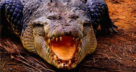 how do crocodiles kill humans