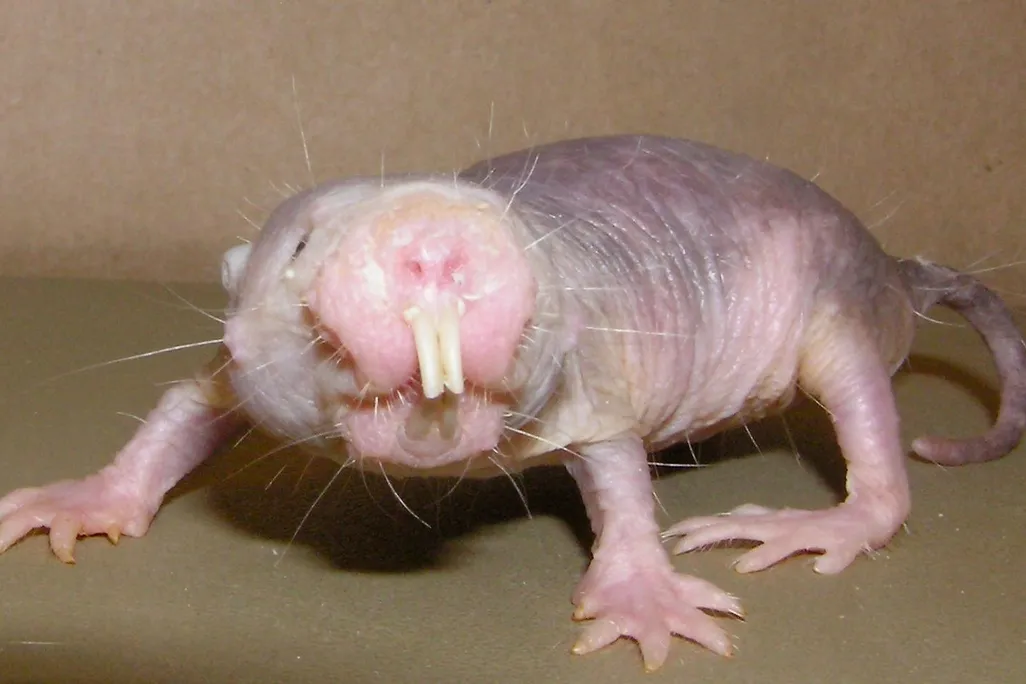 mole rat
