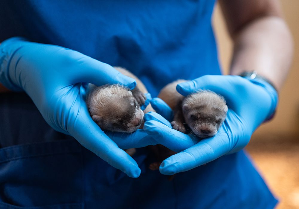 Read Some of the Most Exciting Stories From the Smithsonian ...