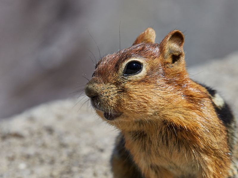 A chipmunk portrait at Crater Lake, Oregon | Smithsonian Photo Contest ...