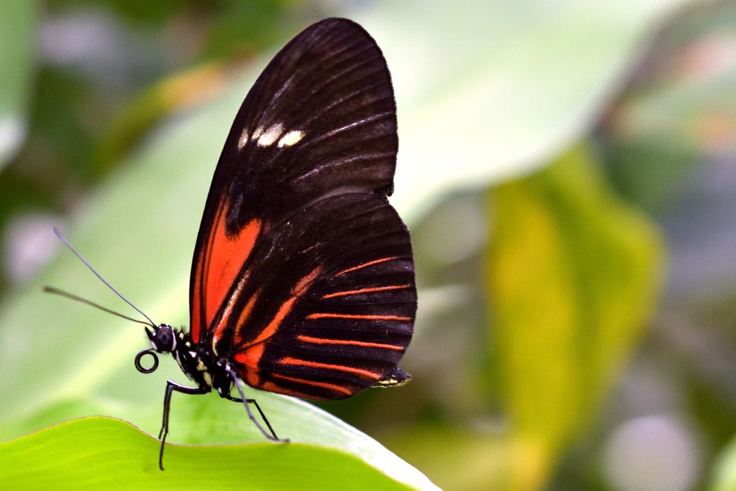 Close up Butterfly | Smithsonian Photo Contest | Smithsonian Magazine