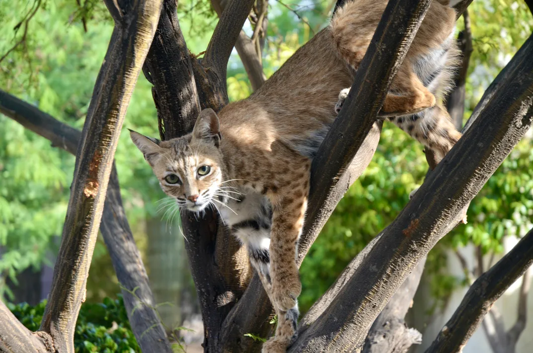 Bobcat in Tree | Smithsonian Photo Contest | Smithsonian Magazine