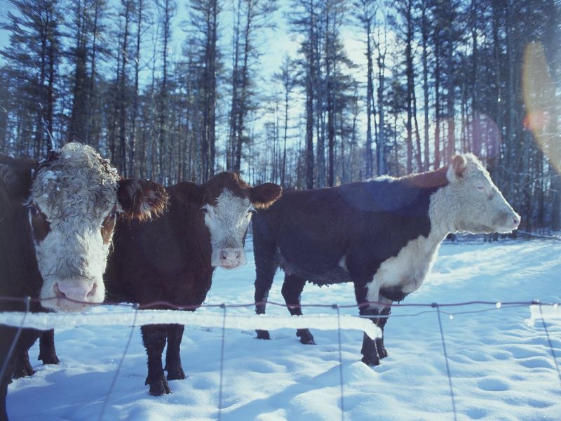 Heffer Cows in the Snow | Smithsonian Photo Contest | Smithsonian Magazine