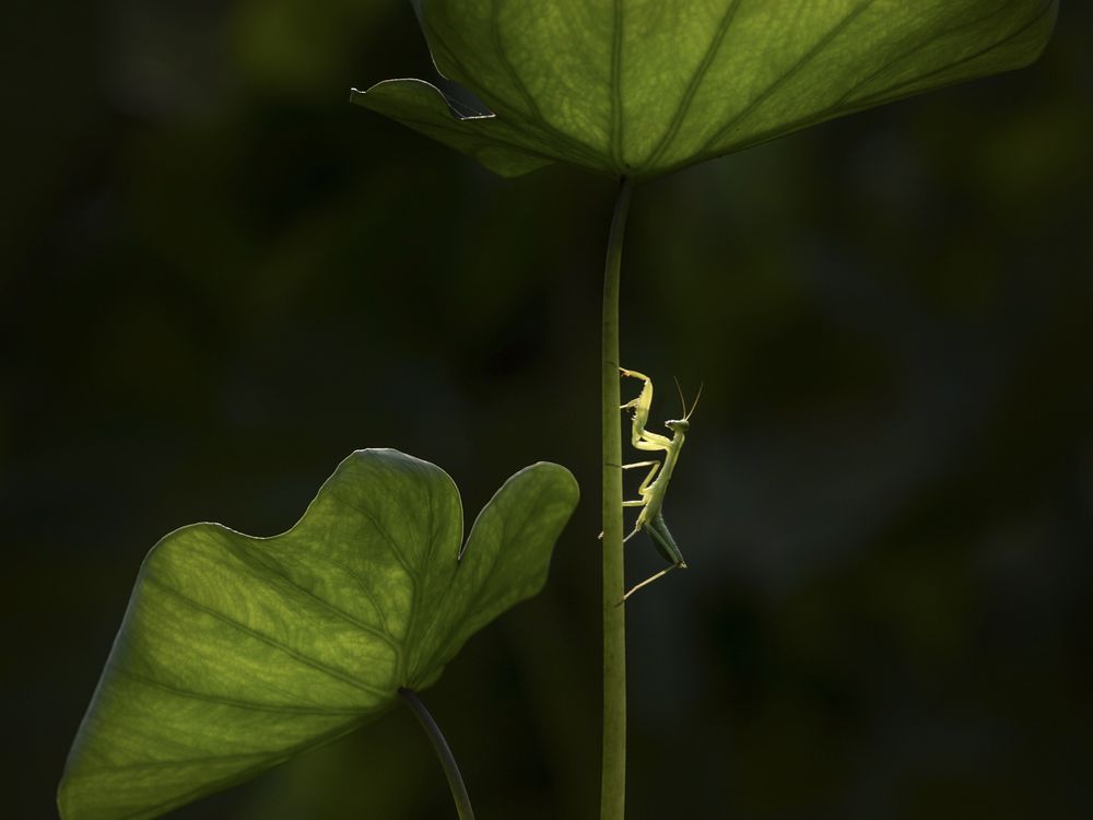 Mantis under lotus leaf | Smithsonian Photo Contest | Smithsonian Magazine