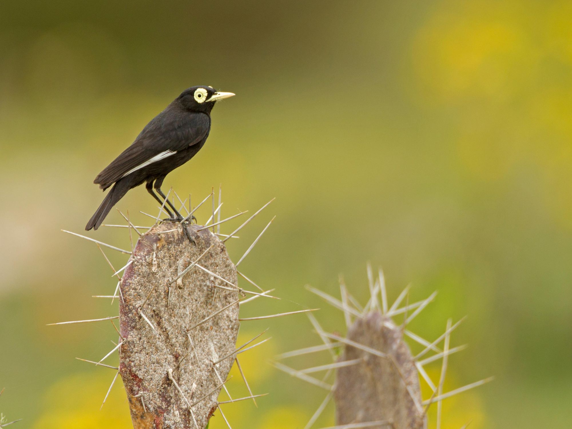 Earth's Harshest Ecosystems May Birth New Species Fastest