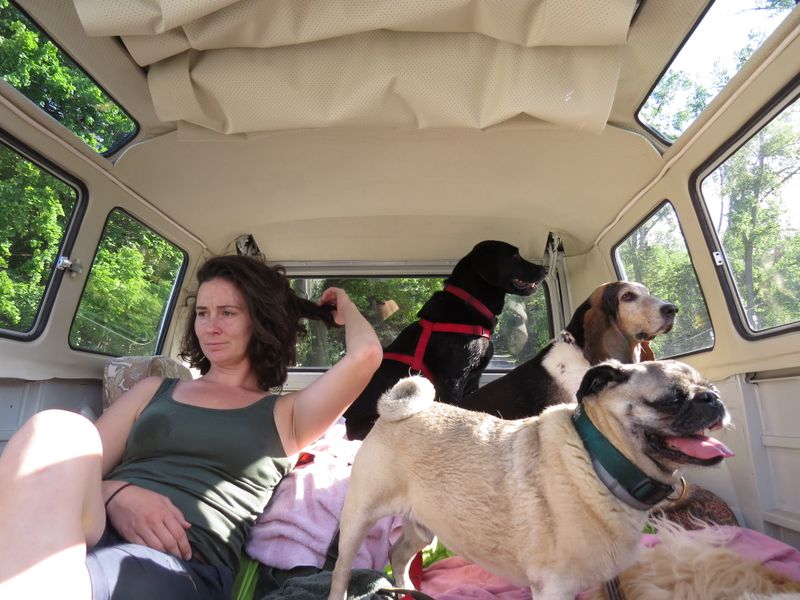 Dogs on the bus | Smithsonian Photo Contest | Smithsonian Magazine