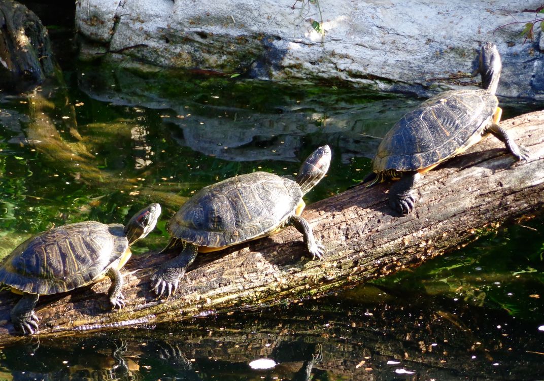 Three sunning turtles | Smithsonian Photo Contest | Smithsonian Magazine