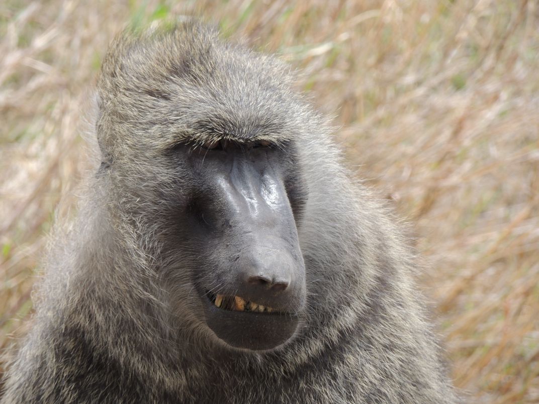 Baboon in the Serengeti | Smithsonian Photo Contest | Smithsonian Magazine
