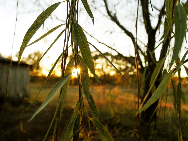 Willow Tree at Sunset | Smithsonian Photo Contest | Smithsonian Magazine
