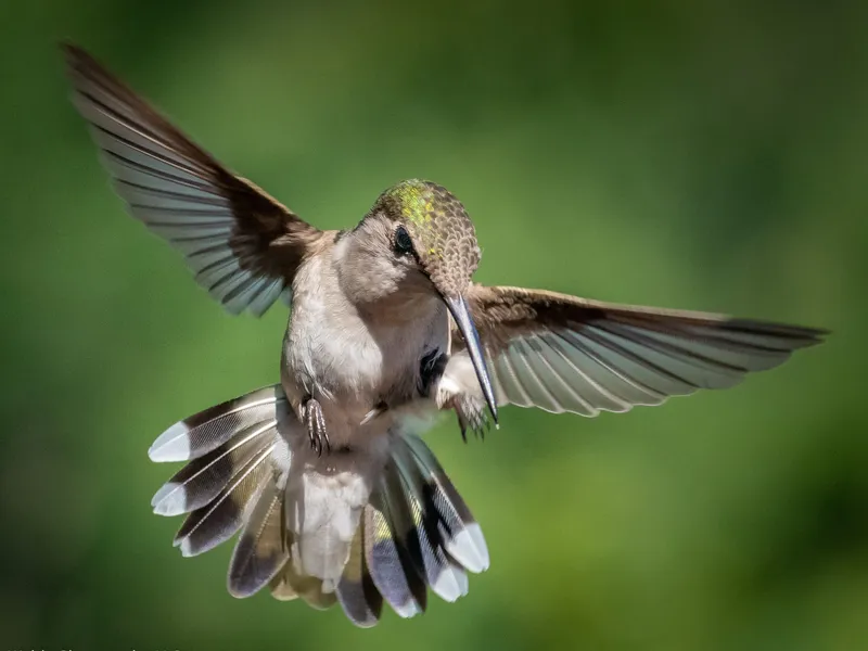 Female Ruby-Throated Hummingbird in Flight | Smithsonian Photo Contest ...