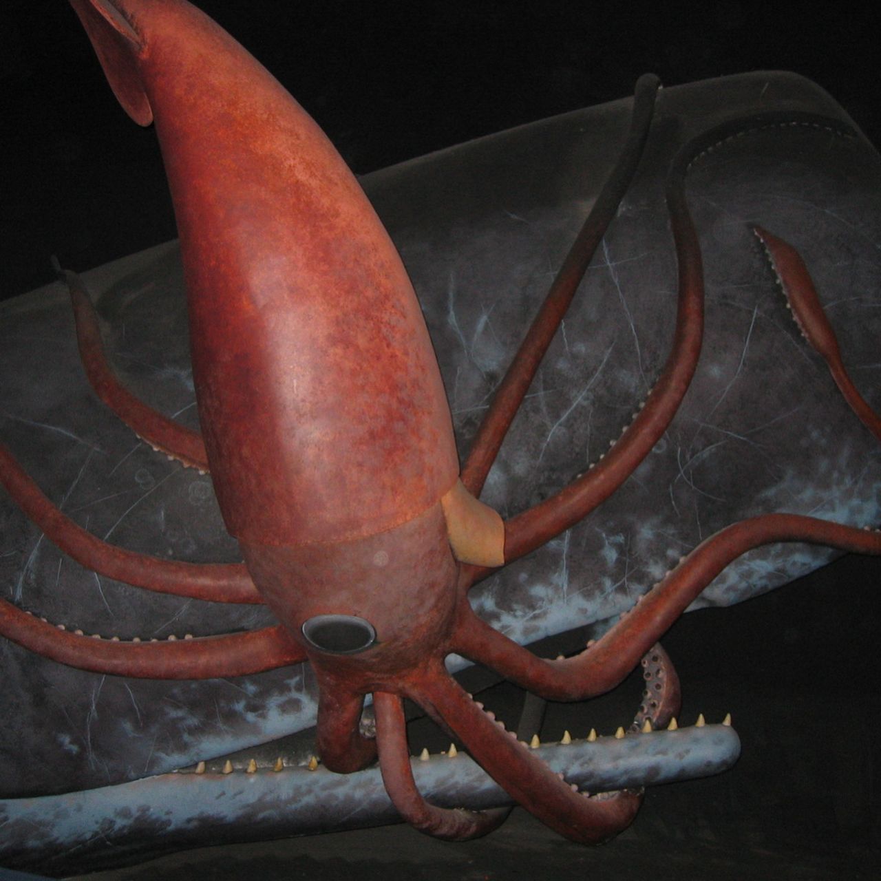 largest squid ever found