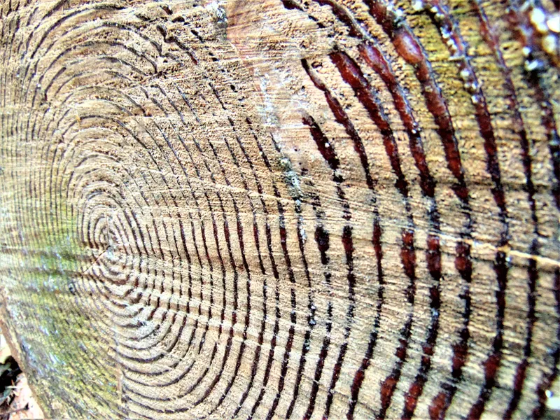 Old Growth Tree Rings | Smithsonian Photo Contest | Smithsonian Magazine
