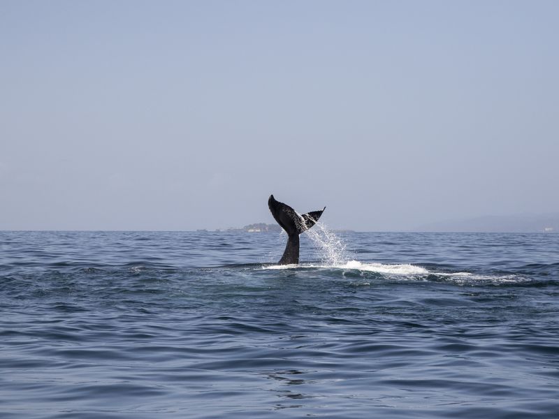 Desperately Seeking Male Humpback | Smithsonian Photo Contest ...