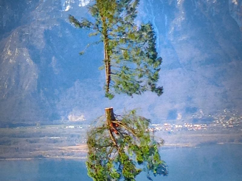 Suspended Tree Over Lake Geneva | Smithsonian Photo Contest ...