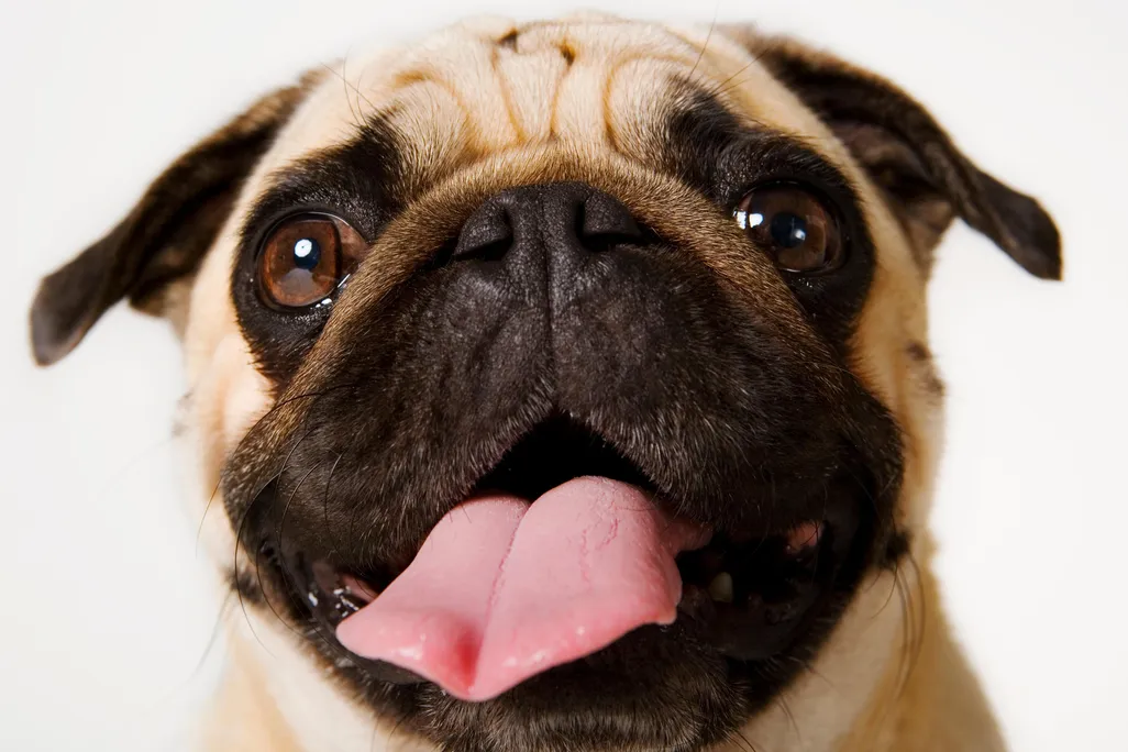 pug breathing problems surgery