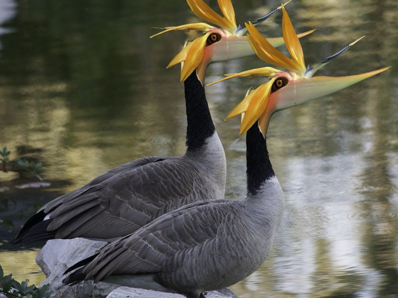 Birds of Paradise | Smithsonian Photo Contest | Smithsonian Magazine