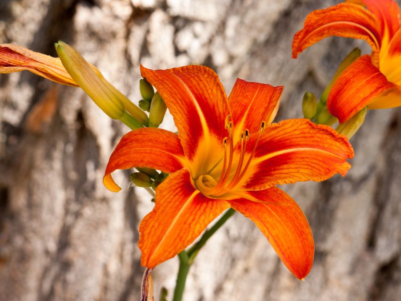 An orange Lilly | Smithsonian Photo Contest | Smithsonian Magazine