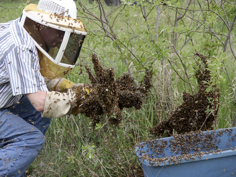 The local beekeeper work to retrieve a swarm of wild bees that had left ...