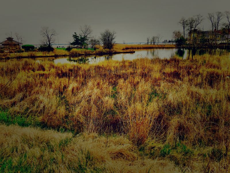 The beauty of winter grass | Smithsonian Photo Contest | Smithsonian ...