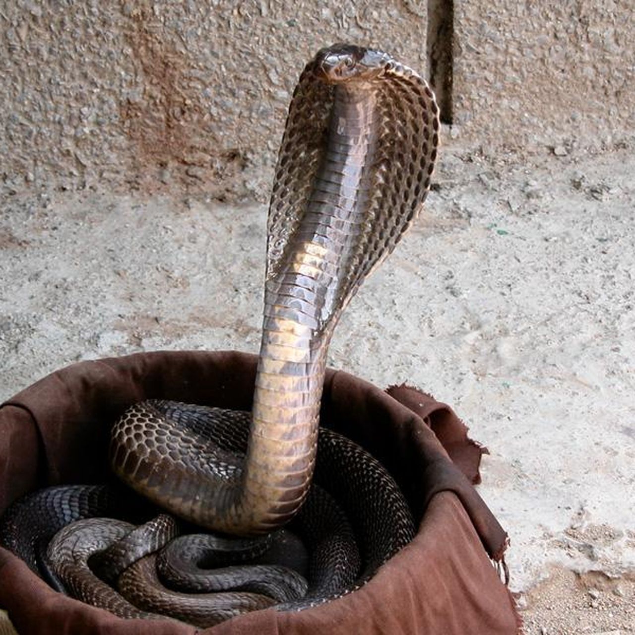 Indian Cobra Snake