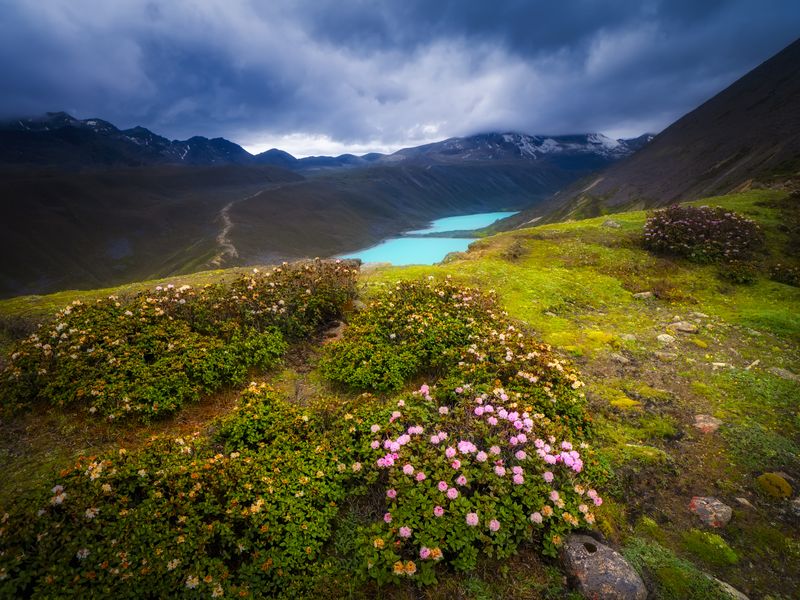 Flowers in the mountain | Smithsonian Photo Contest | Smithsonian Magazine