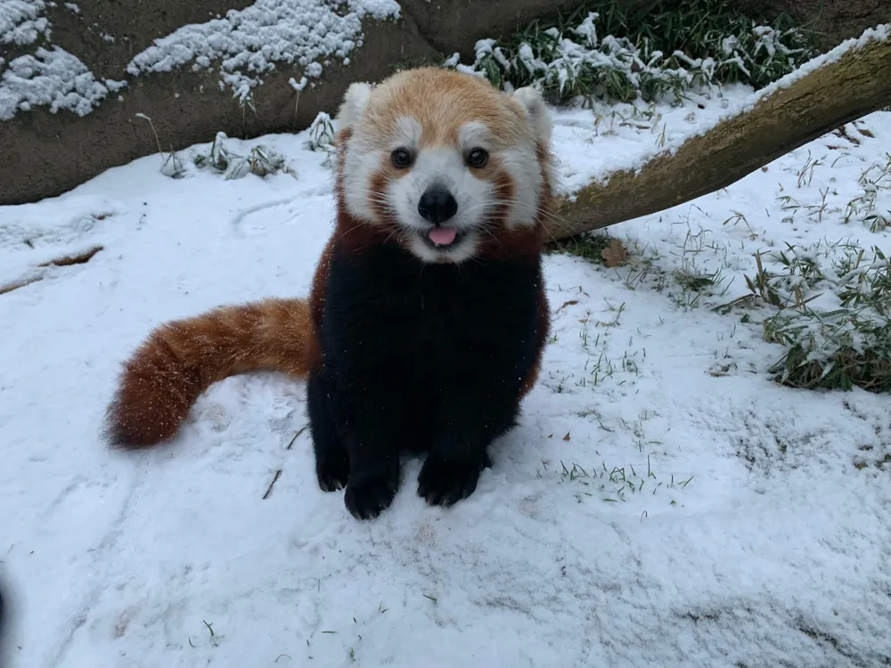 red panda snowflake