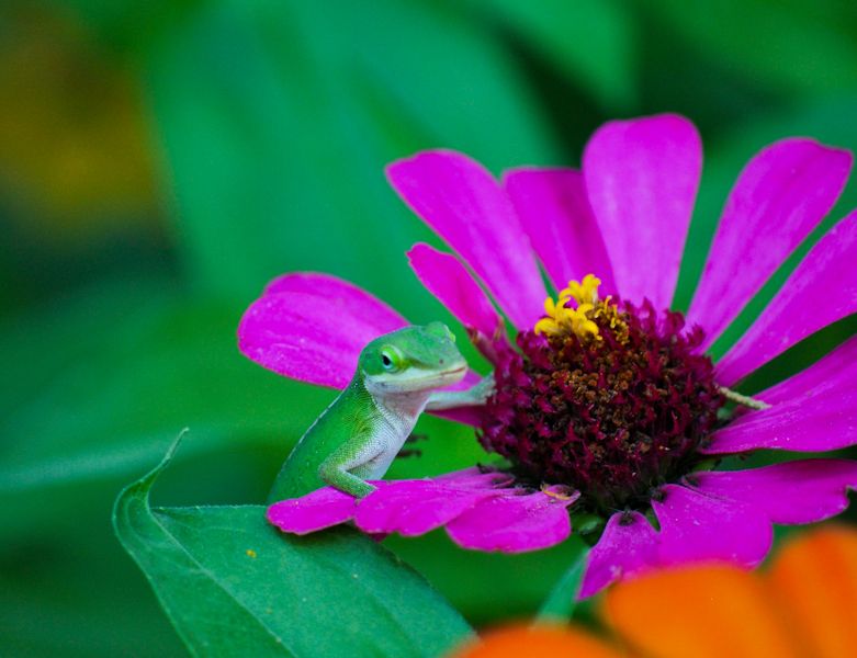 Lizard Kiss | Smithsonian Photo Contest | Smithsonian Magazine