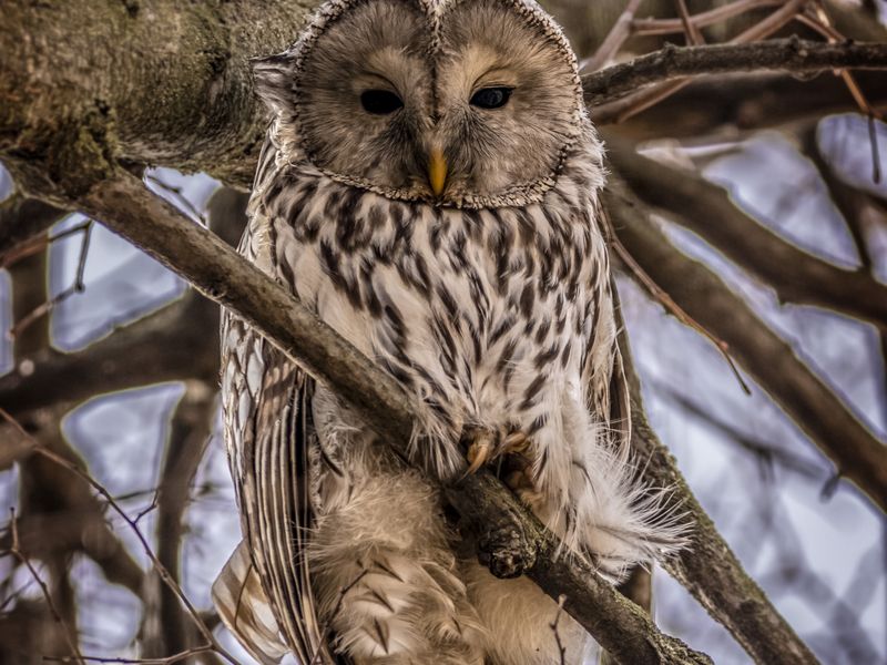 Sleepy owl | Smithsonian Photo Contest | Smithsonian Magazine