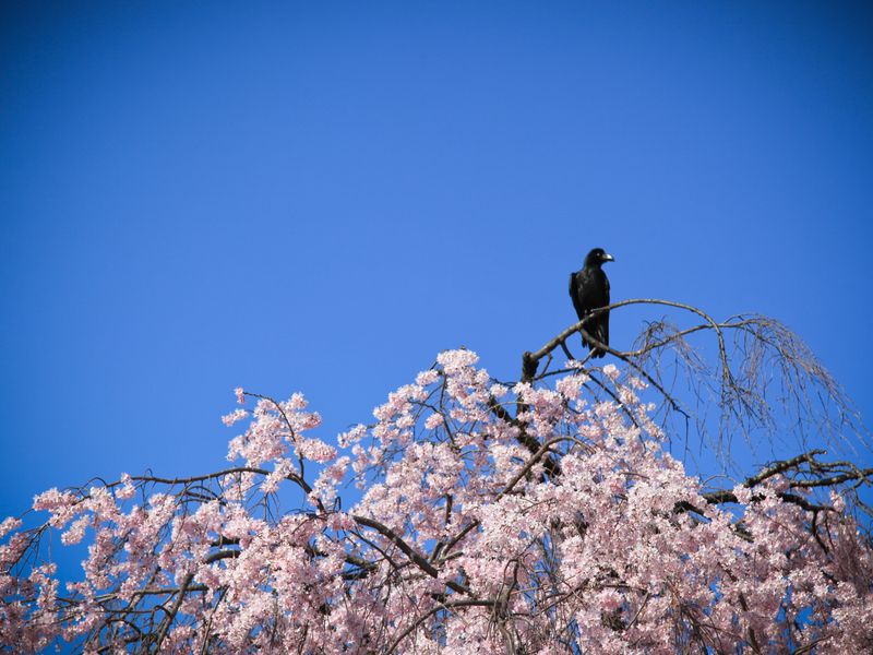 Pink Crow | Smithsonian Photo Contest | Smithsonian Magazine