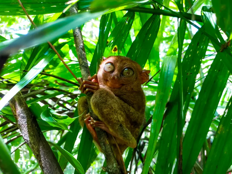 The endangered Tarsier found at a Sanctuary in Bohol in The Philippines ...