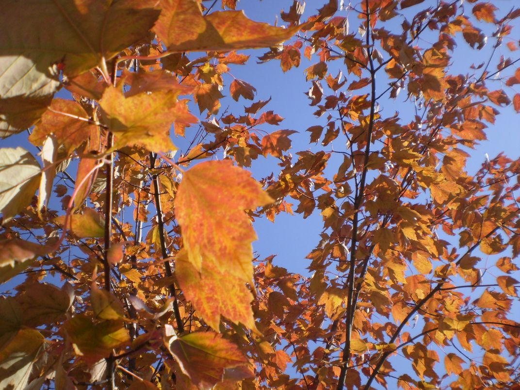 magic of fall | Smithsonian Photo Contest | Smithsonian Magazine