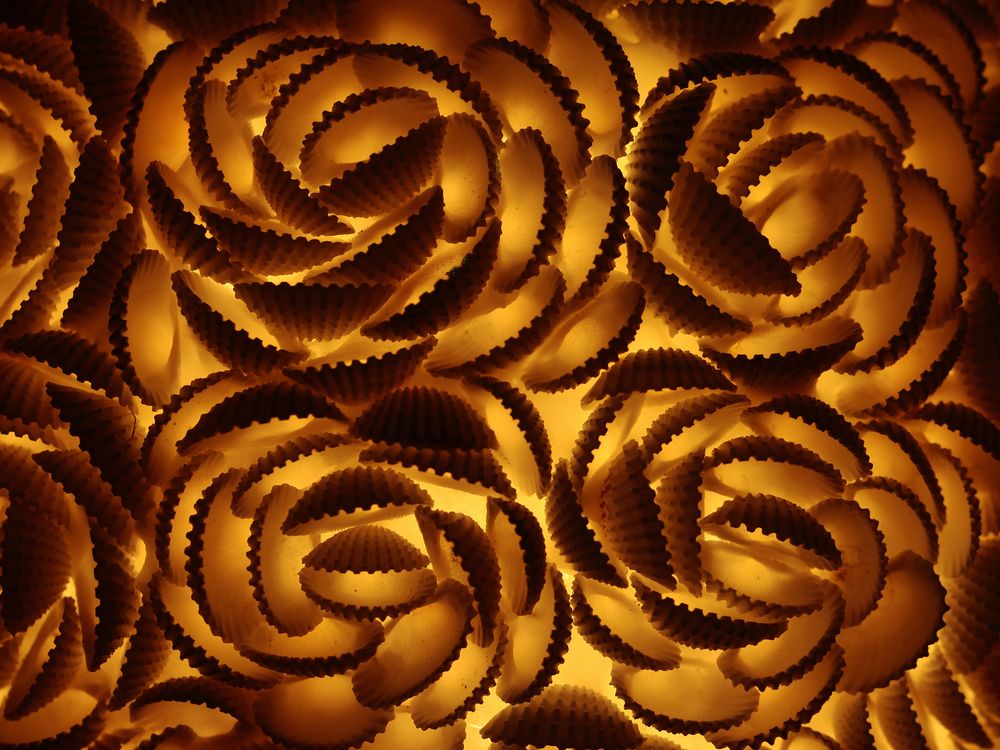 The shell roses | Smithsonian Photo Contest | Smithsonian Magazine