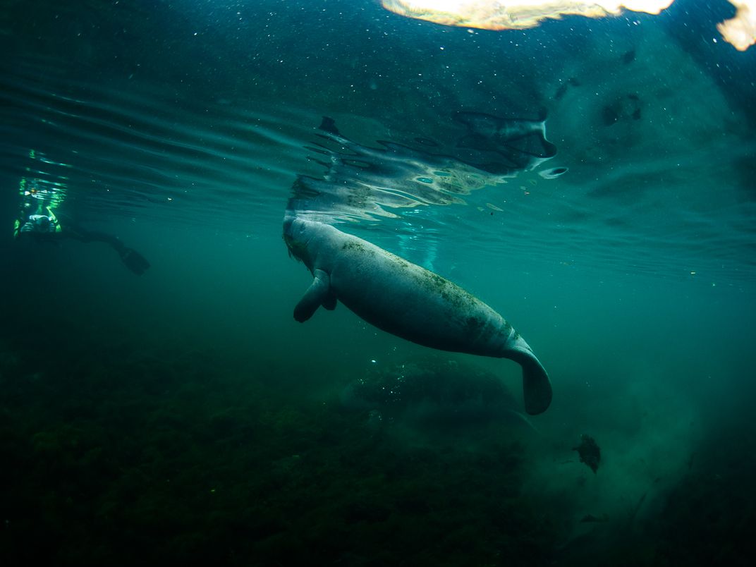 a manatee calf in crystal river, fl rises for a breath or air while his ...