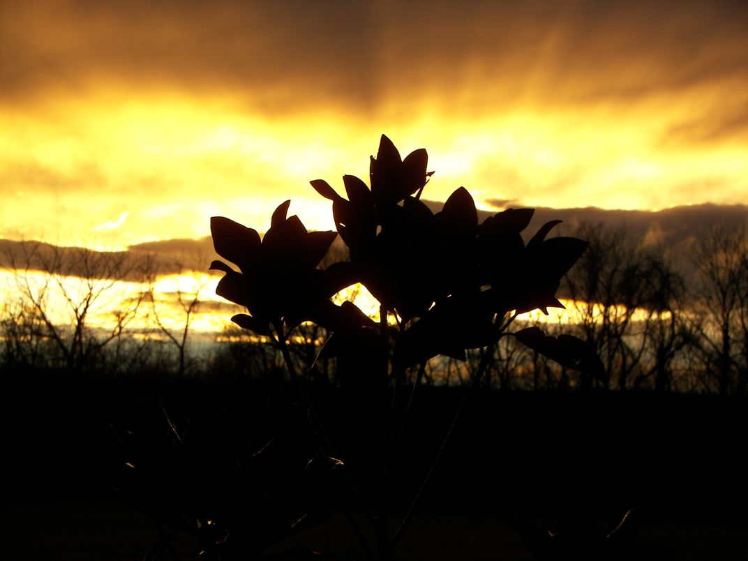 "Come forth into the light of things and let nature be your teacher ...