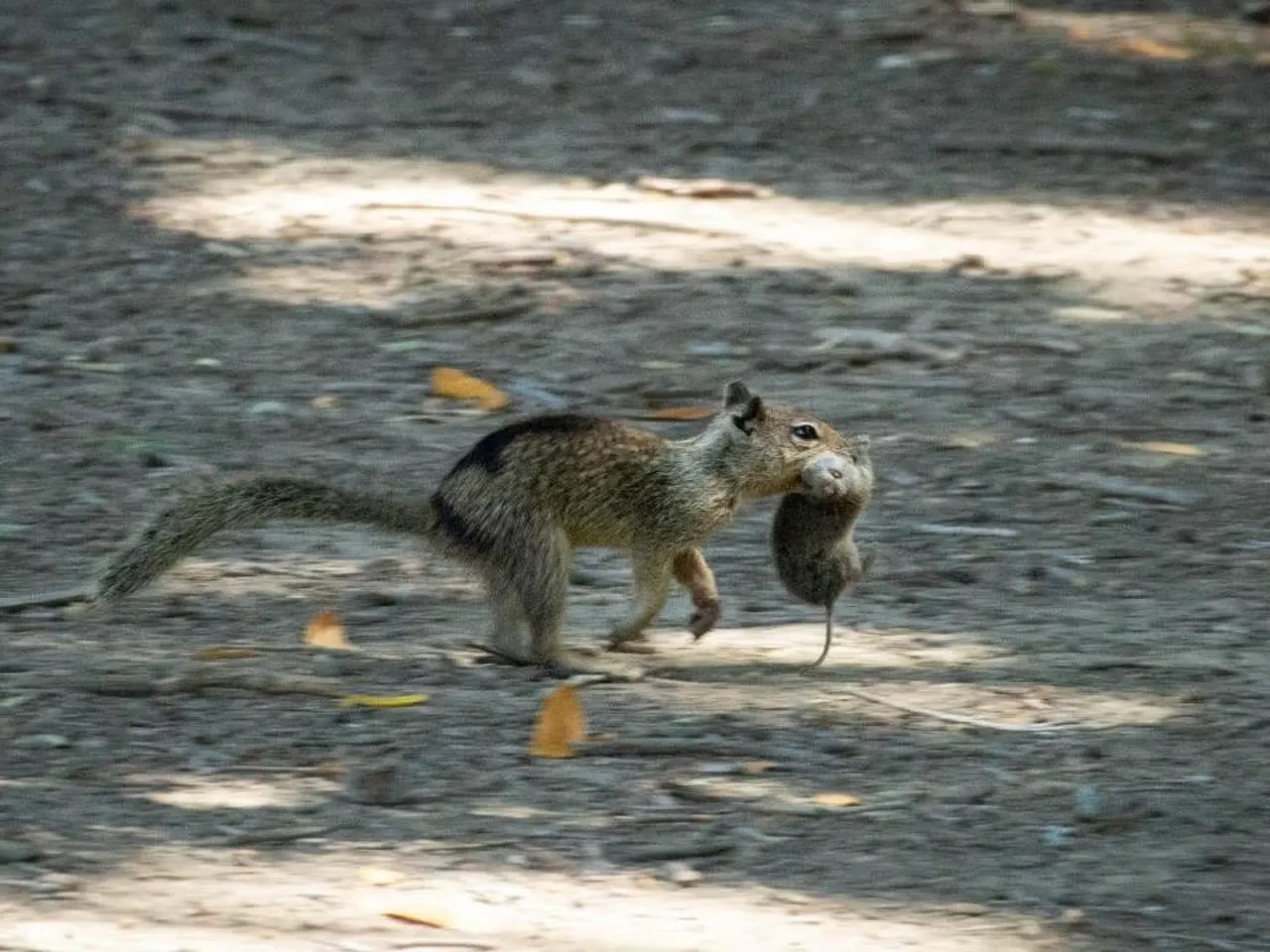Spotted Ground Squirrel
