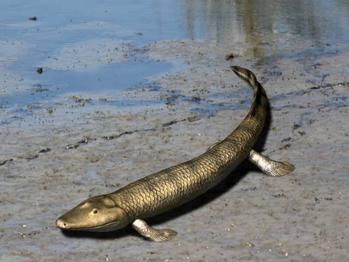 New 'Paleo-Robots' Could Shed Light on Animal Evolution, Revealing How ...