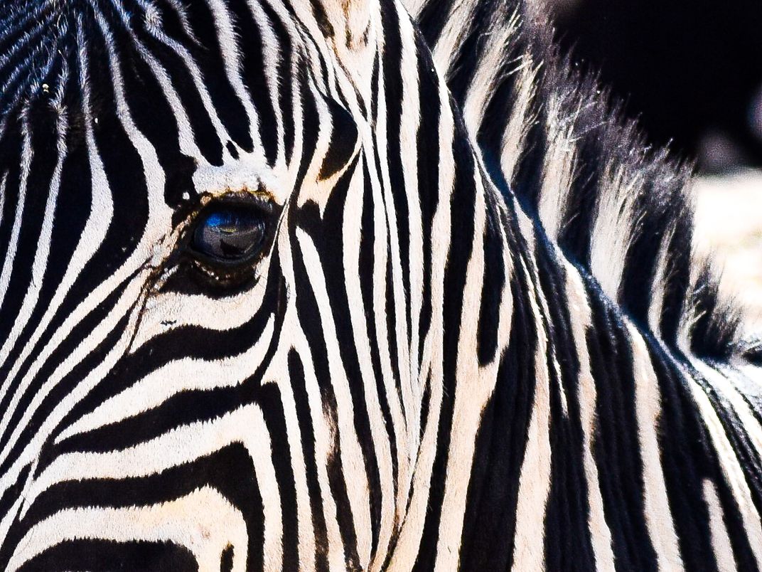 Zebra | Smithsonian Photo Contest | Smithsonian Magazine