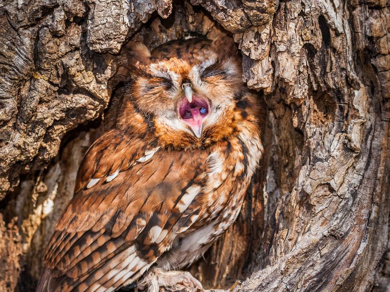 Eastern Screech Owl Yawning | Smithsonian Photo Contest | Smithsonian ...