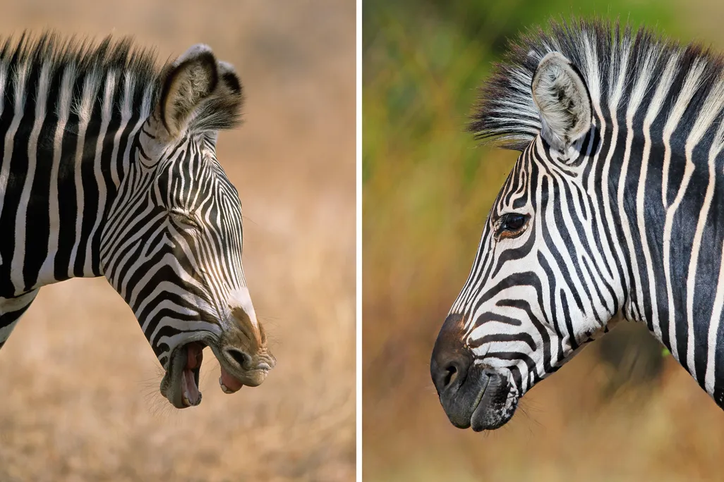 african zebra