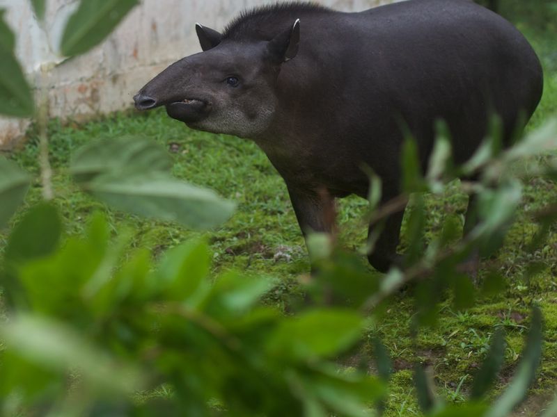 Tapir Animal Attack