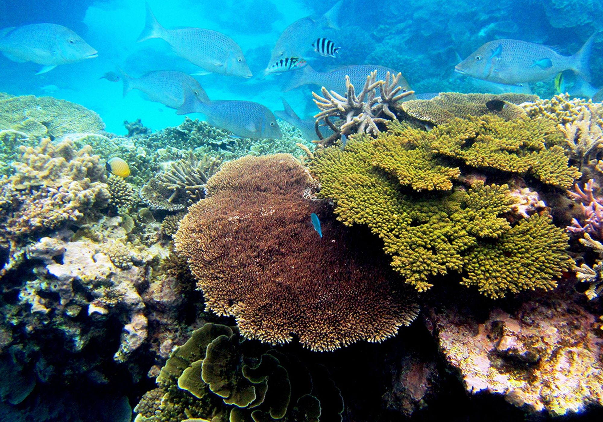 As Climate Change and Pollution Imperil Coral Reefs, Scientists Are ...