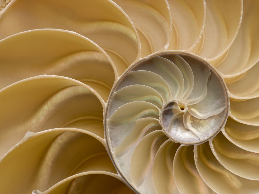 Mathematicians Discover a New Class of Shape: the 'Soft Cell'