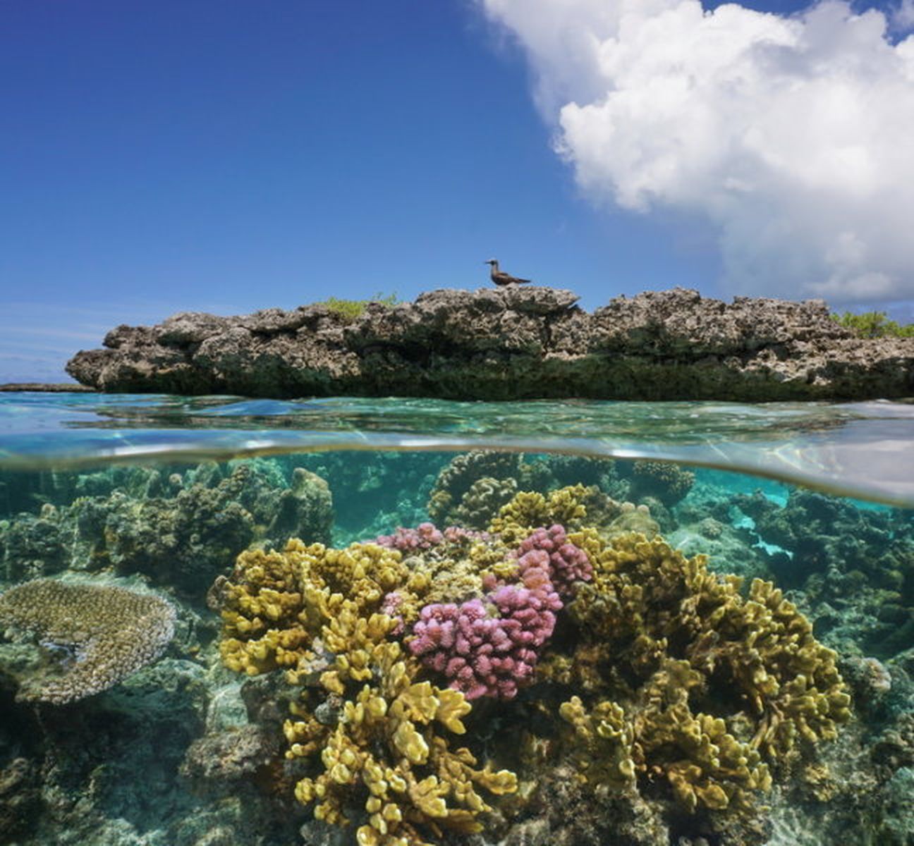Coral Reefs Need Fewer Rats and More Bird Poo